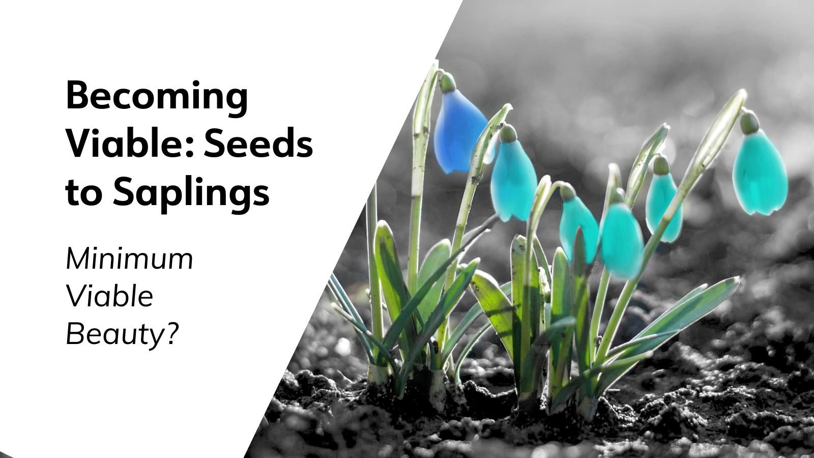 Becoming Viable: Seeds to Saplings - Holochain Blog