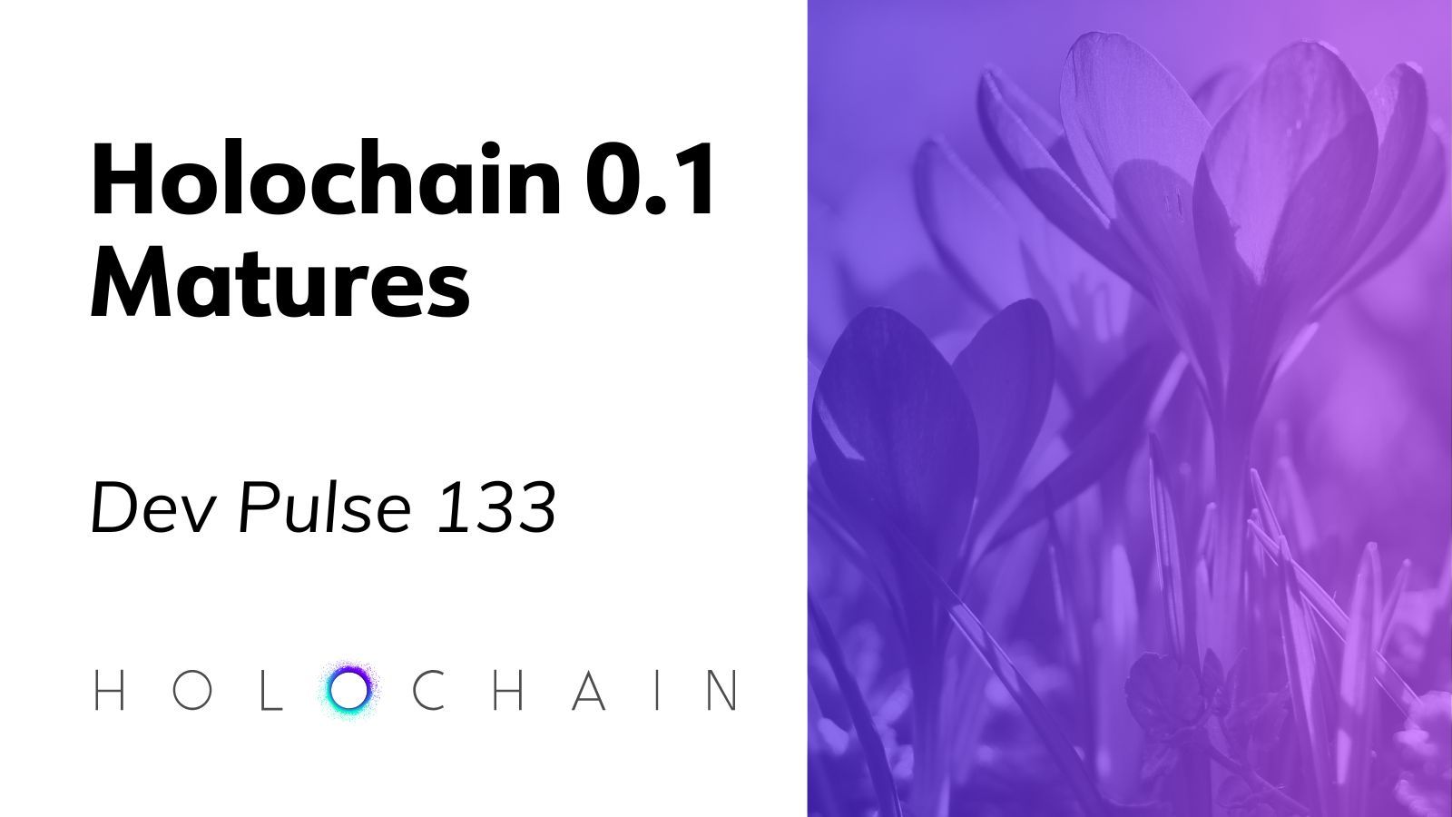 Dev Pulse 133 - Holochain 0.1 Matures - Holochain Blog
